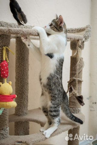 Кошка 6 месяцев