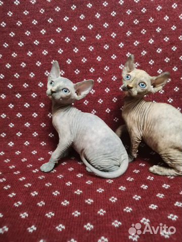 Девочки канадочки