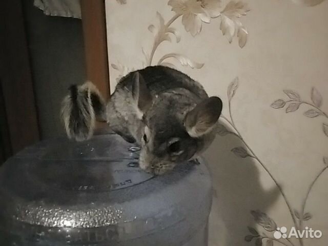 Шиншилла мальчик