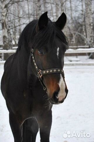 Жеребец Русский рысак