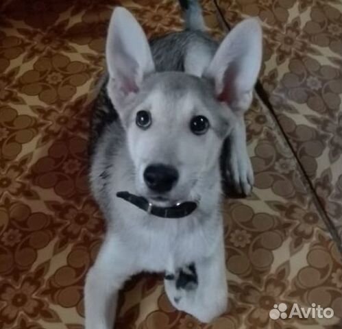 Супер Щенок