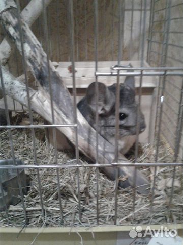 Отдам шиншилу