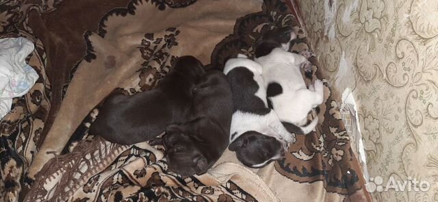 Щенки курцхаара