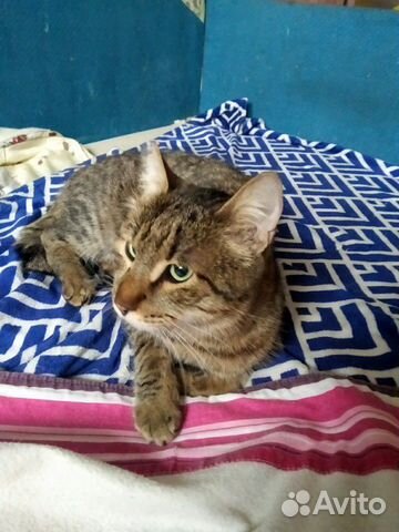 Крупный брутальный молодой кот