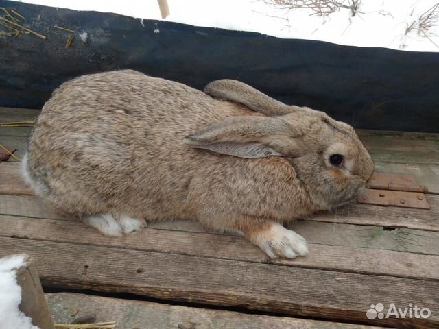 Кролик (самец) продажа