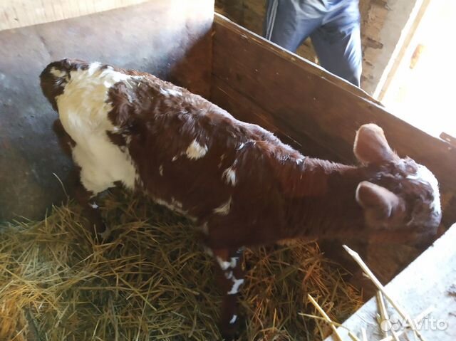 Продам быка и телку