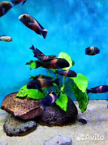 Трофеус бемба ф2