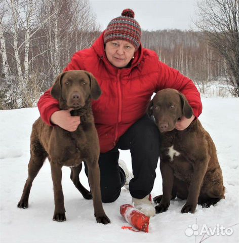 Собака чесапик бей ретривер