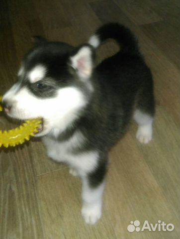 Сибирский хаски