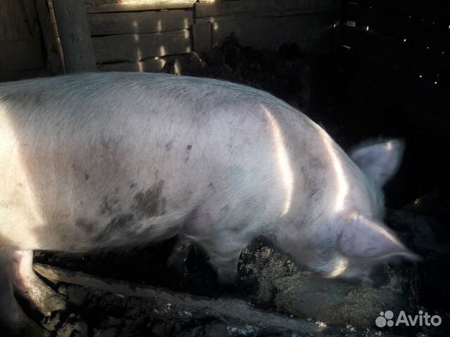 Хряк услуги