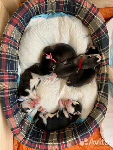 Щенята - Хаски