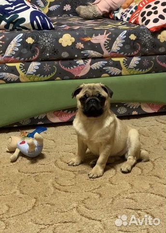 Красотка Плюша