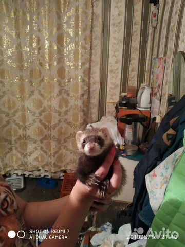 Продам щенков хорька