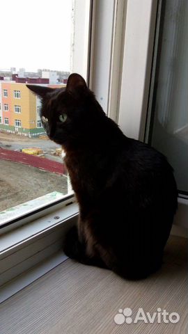 Котик 5 лет ищет невесту, котята пополам)