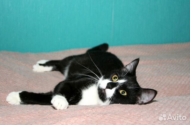 Котенок подросток