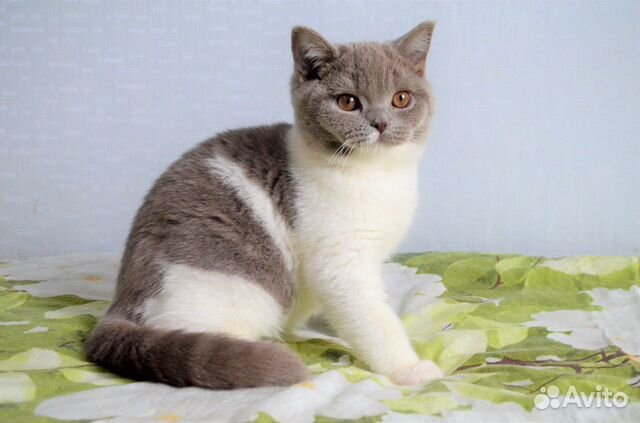 Лиловый британский котенок Василек