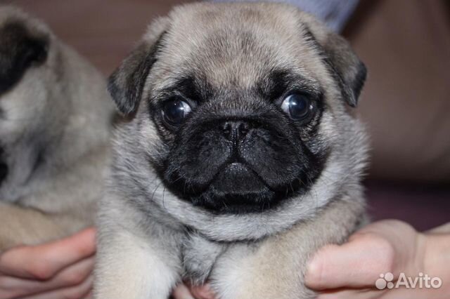 Щенки мопса