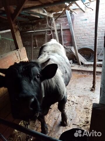 Бык 1 год