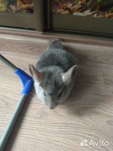 Продам шиншилу