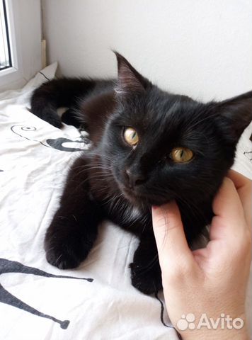 Котёнок Мурышка в добрые руки