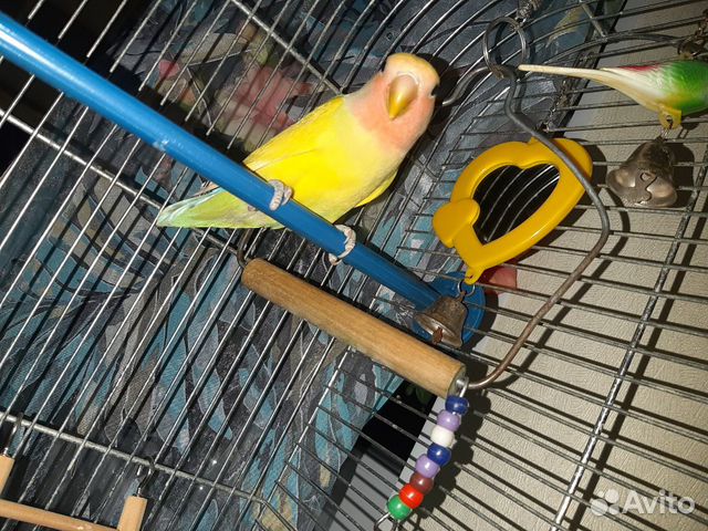 Питомец попугай неразлучник 3-5 мес