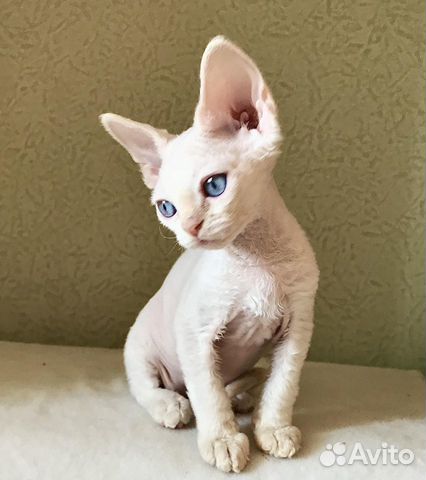 Котята Девон Рекс