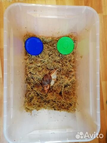 Улитка ахатина