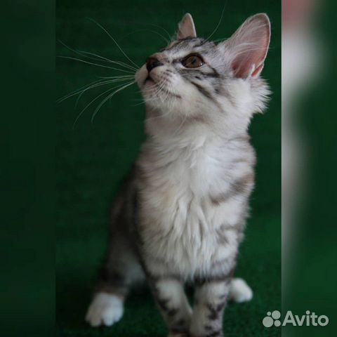 Клубный котёнок Курильского бобтейла