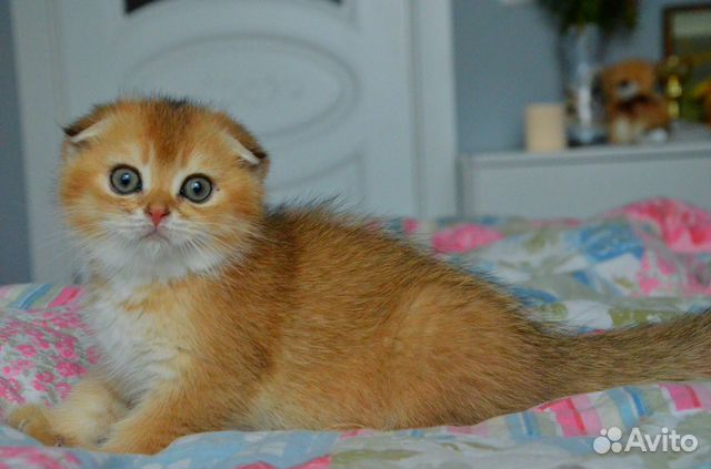 Яркий шиншилловый котик