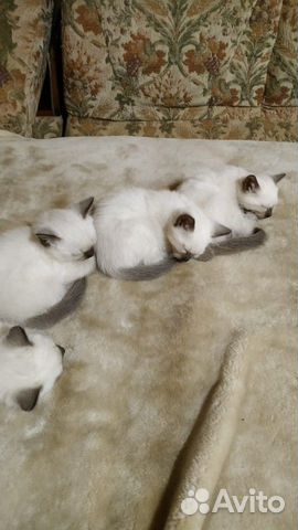 Продаються сиамские котята 1.5 м
