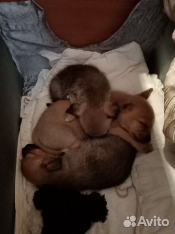 В добрые заботливые руки