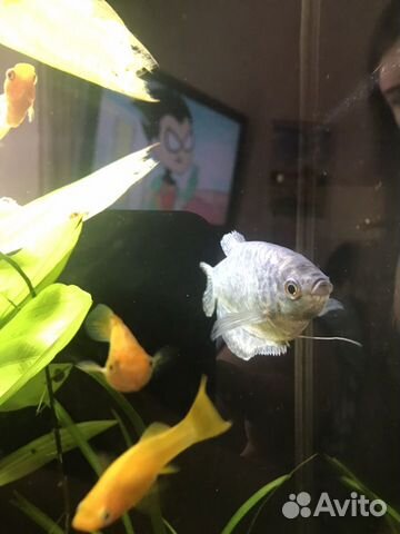 Гурами., гуппи