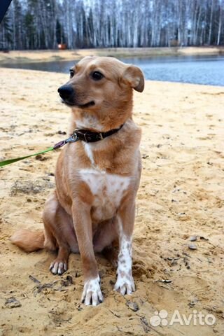 Собака Элис в добрые руки