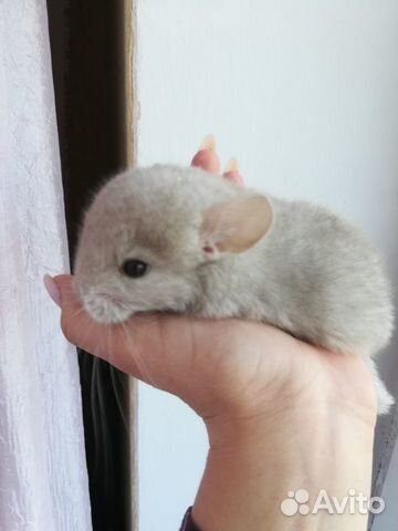 Шиншилла, окрас беж