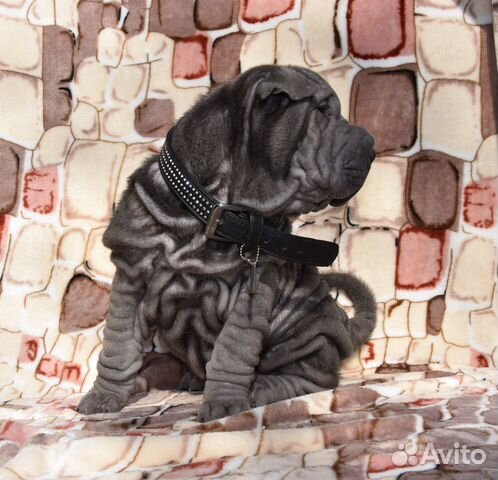 Бархатное чудо-шарпей