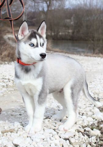 Черно-белый голубоглазый мальчик