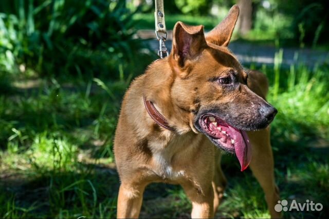 Собака ищет дом