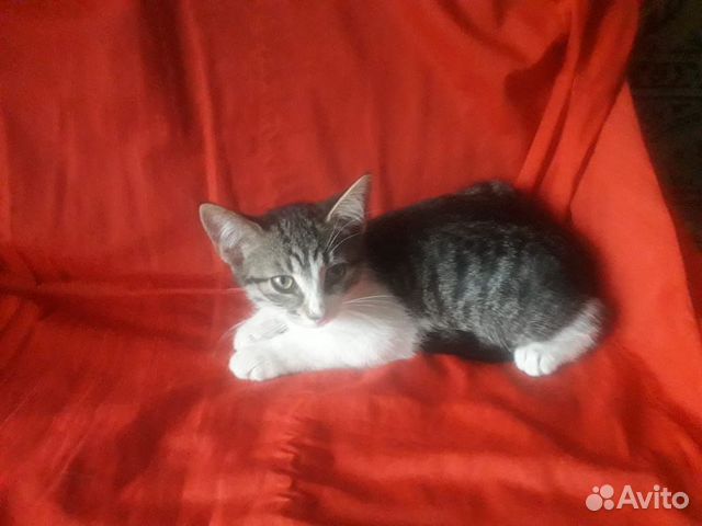 Котенок (мальчик, 2.5 месяца) в дар