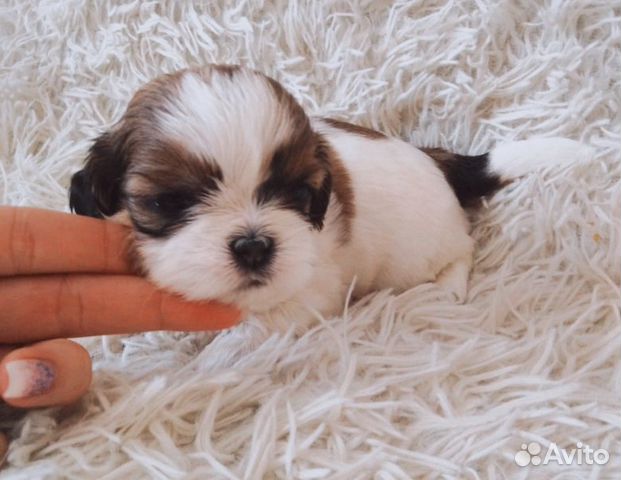 Куклятки ребятки