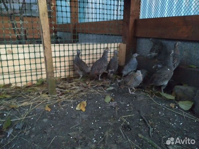 Серая куропатка