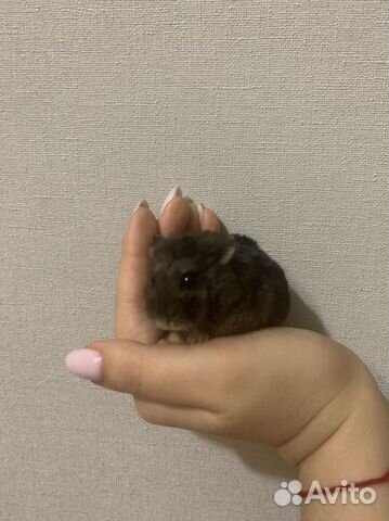 Джунгарский хомяк