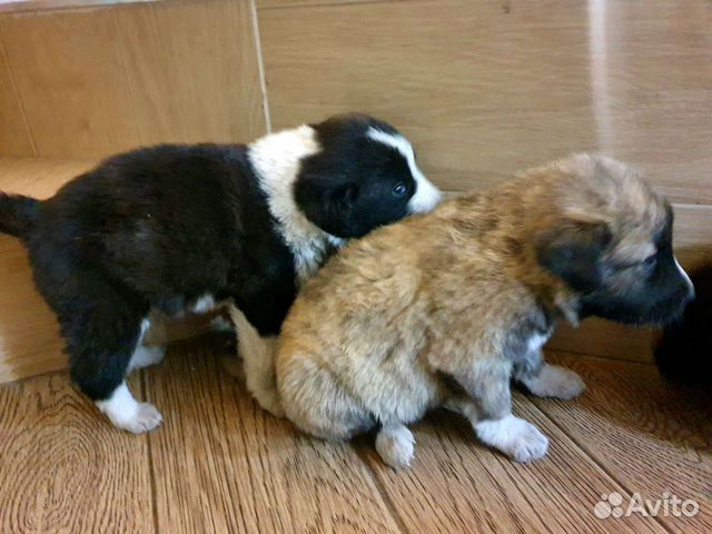 Щенки. Мама - Кавказская Овчарка, Папа - сао