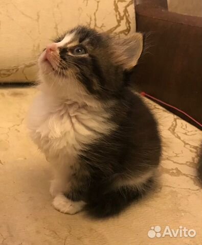Котята в добрые ручки