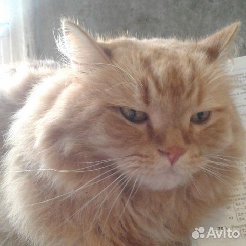 Отдам кота в добрые руки