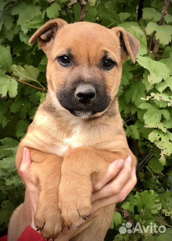 Щенок. Симпатяга