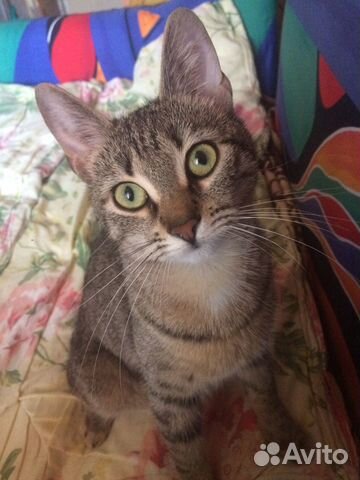 Одам бесплатно котят