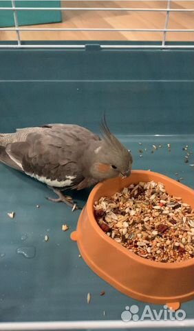 Найден попугай Корелла