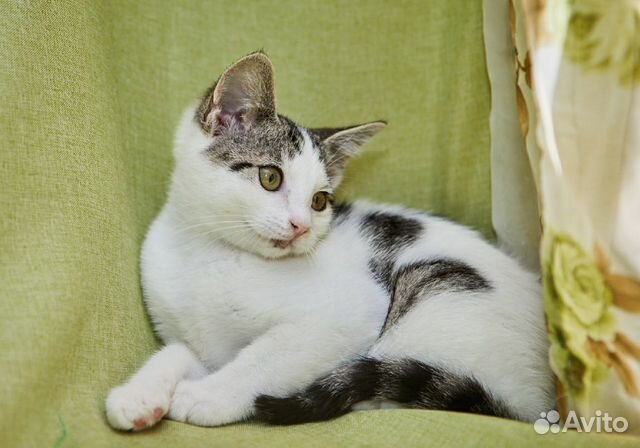 Котёнок Лиза