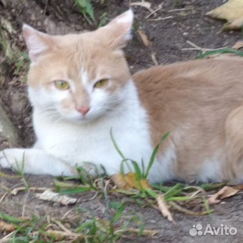 Ласковый котик Лютик в дар