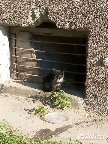Котята